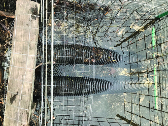 Beaver Control: Why Do Beavers Build Dams? – Mother Earth News